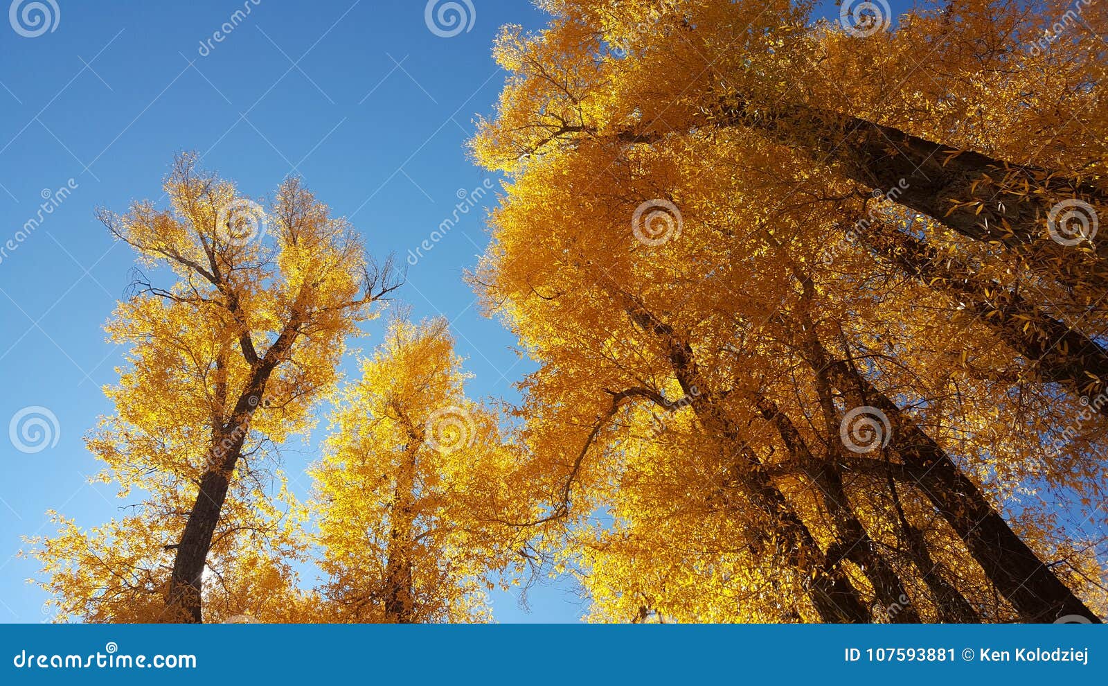 Fall stock image. Image of fall, fire, full, trees, life - 107593881