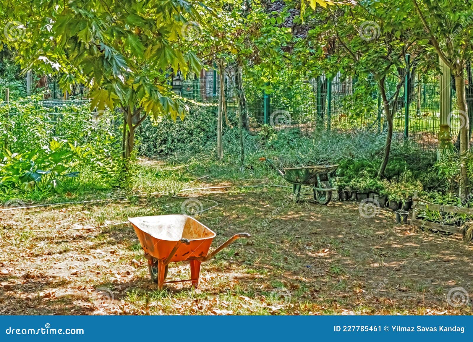Trees and Wheelbarrows in the Garden Stock Image - Image of plant ...