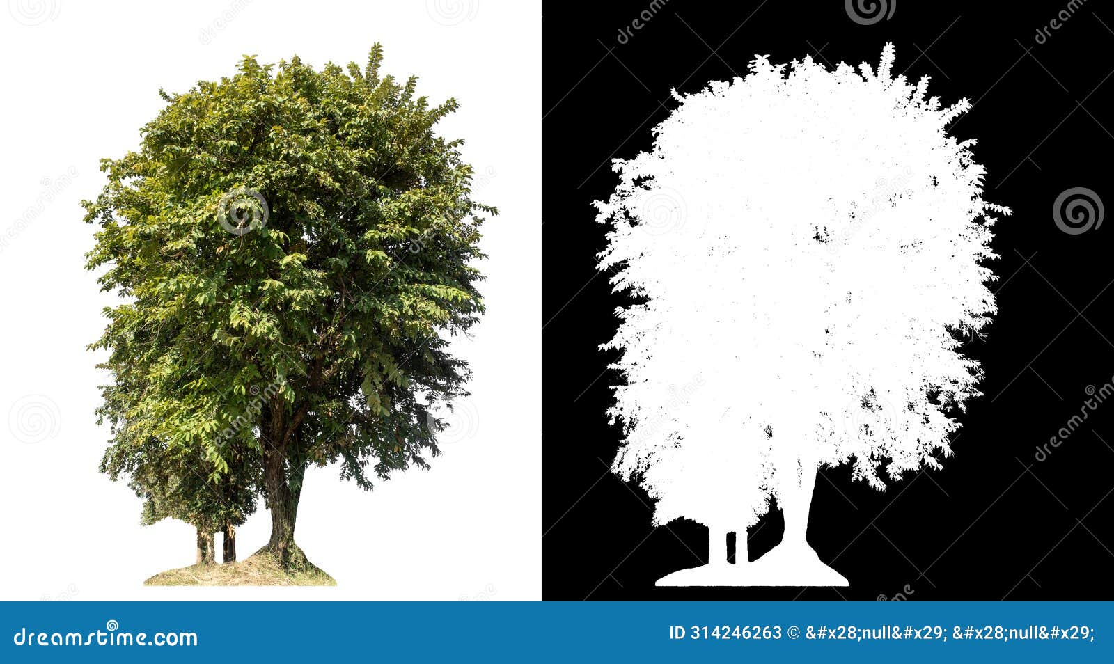 Trees on White Background with Clipping Path and Alpha Channel on Black Background Stock Image ...