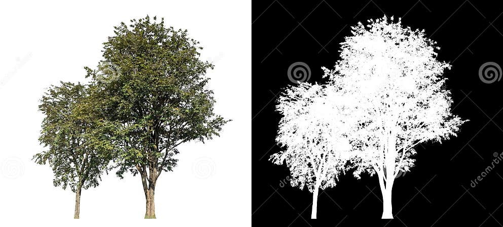 Trees on White Background with Clipping Path and Alpha Channel on Black ...