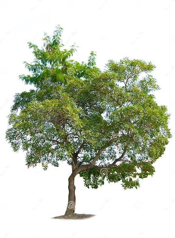 Trees on white background stock image. Image of botanical - 88009773
