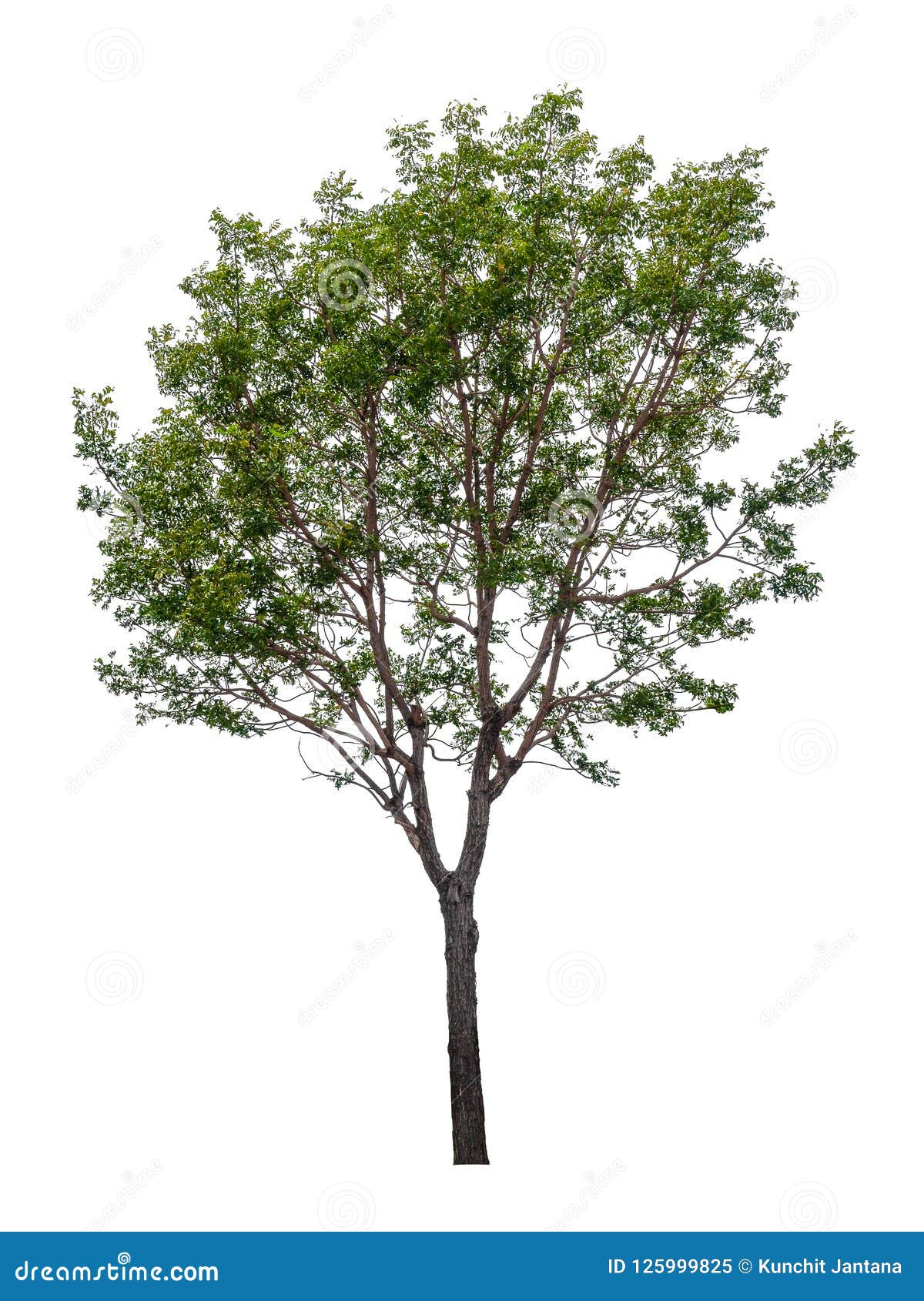 Trees on white background. stock image. Image of greenery - 125999825