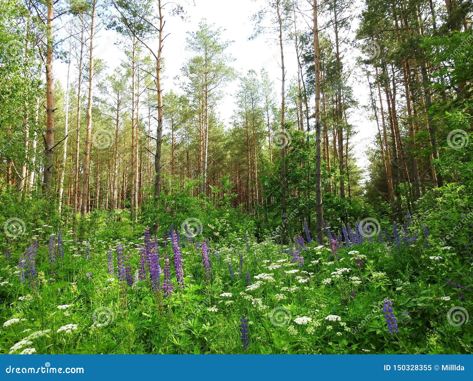 Trees and Different Flowers, Lithuania Stock Image - Image of plant ...