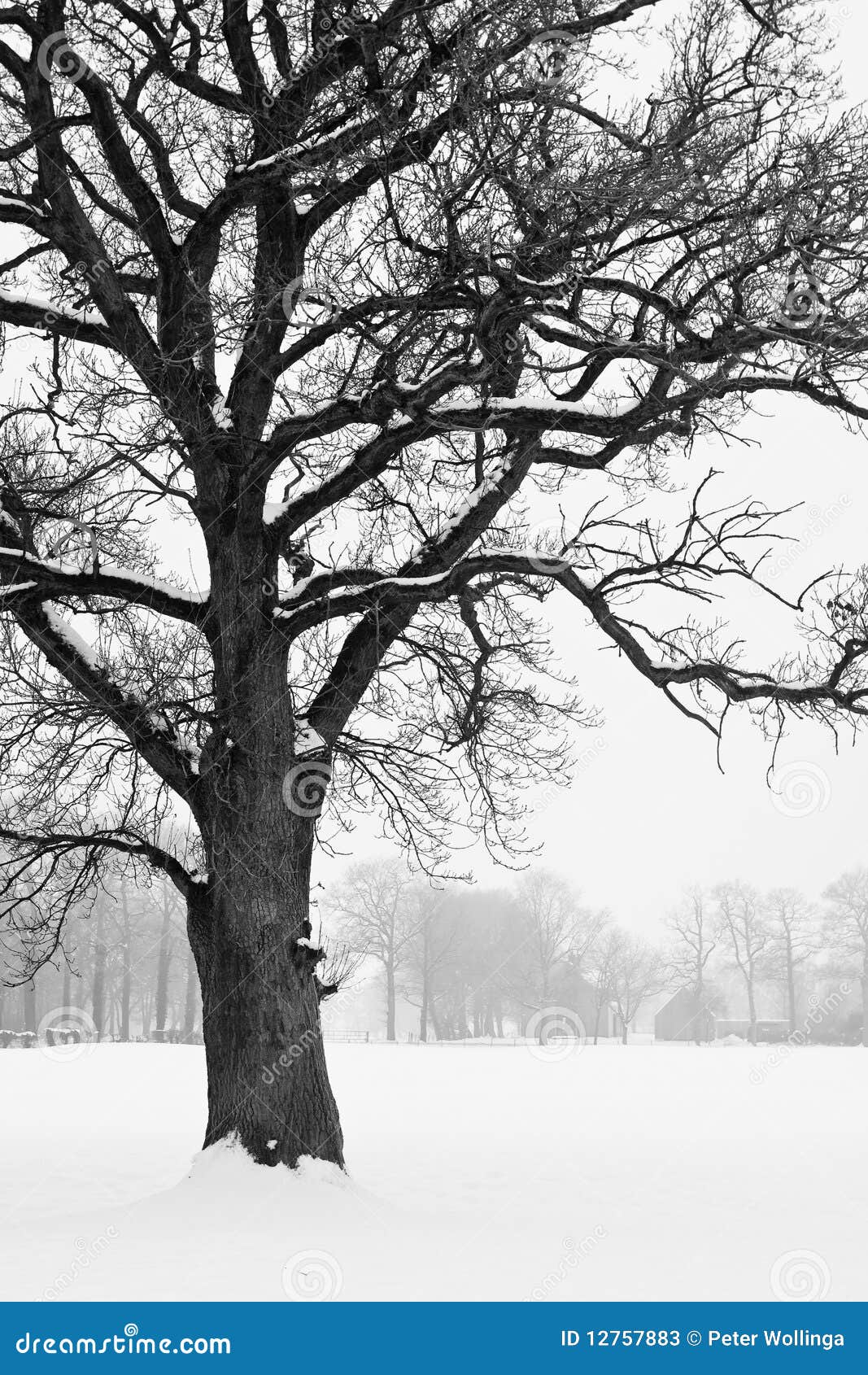 Trees in a White Winter Landscape Stock Image - Image of farmland, mist ...