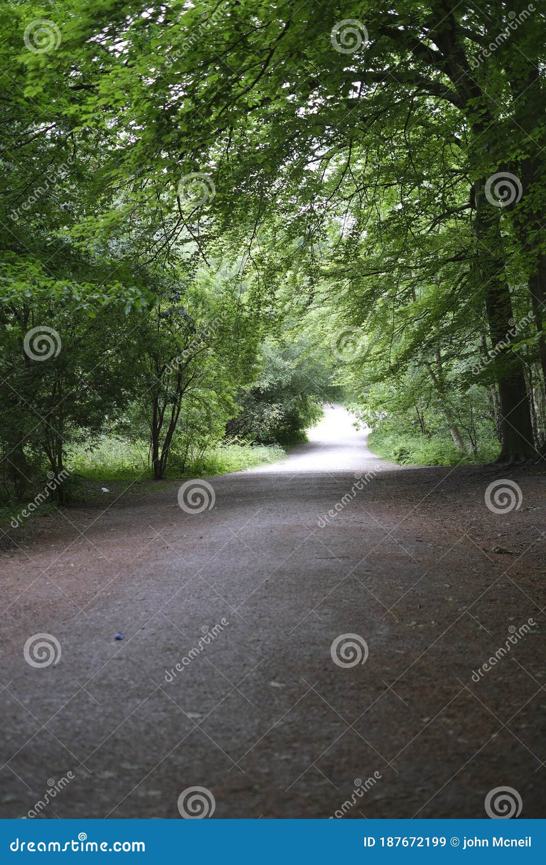 Dark Forrest path stock image. Image of woods, path - 187672199