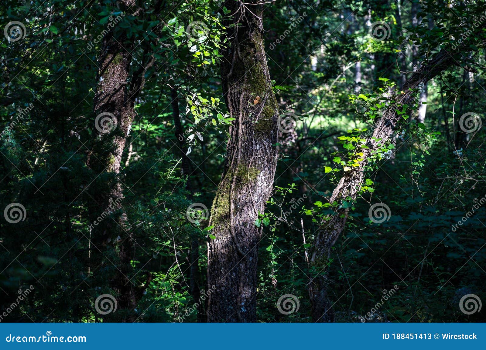 Trees with Wide Trunks and Dense Branches - Perfect for Background ...