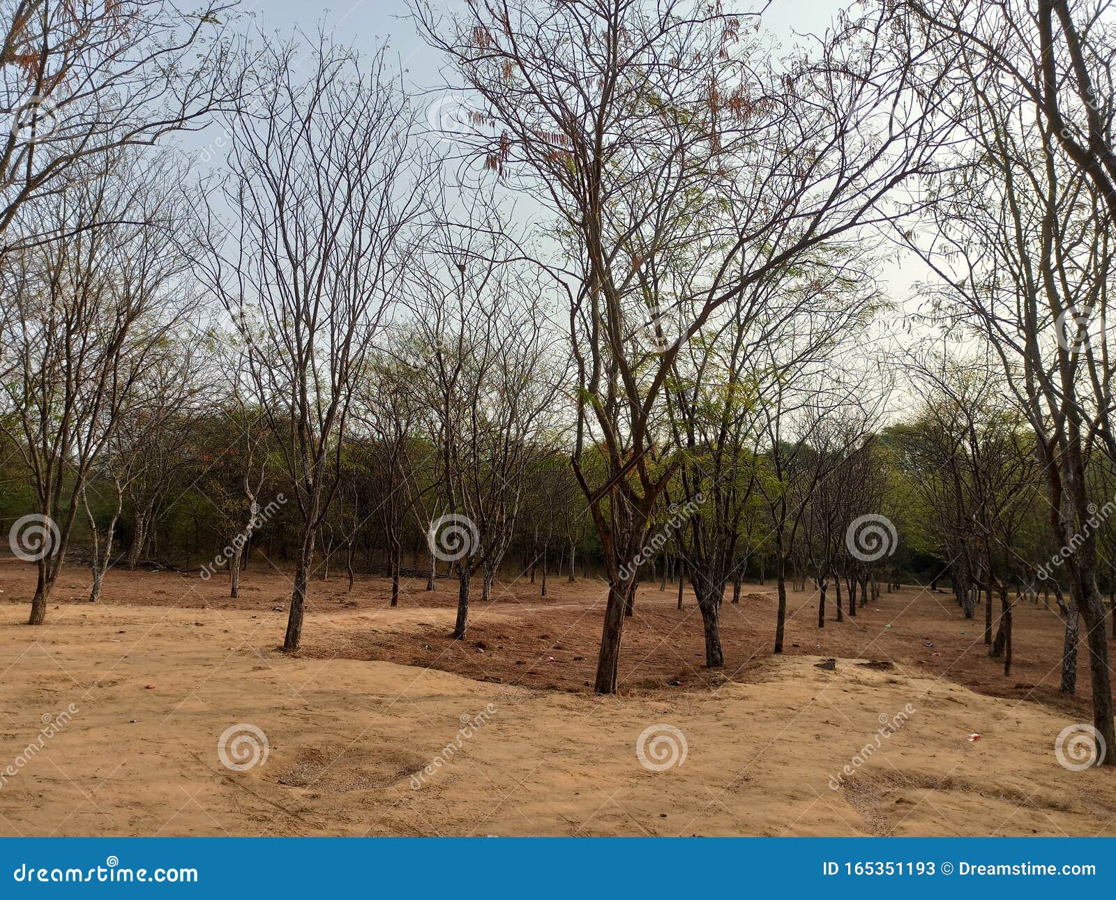 Trees in the wild stock image. Image of habitat, land - 165351193