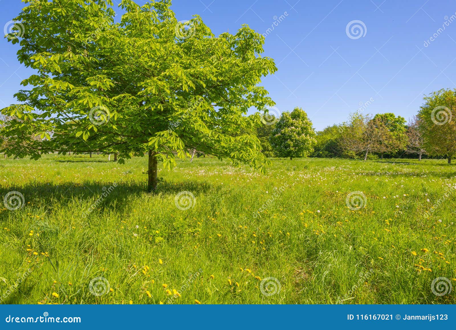 Trees and Wild Flowers in a Field and Forest in Sunlight in Spring ...