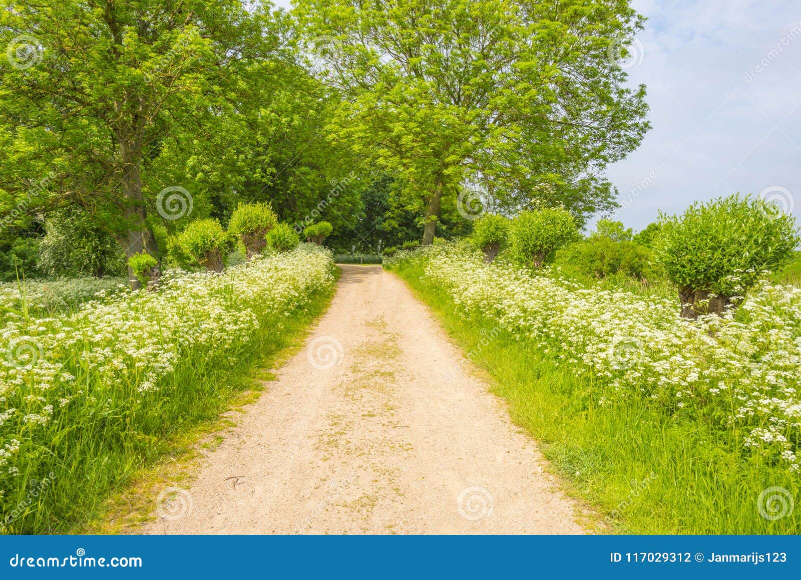 Trees and Wild Flowers in a Field in Spring Stock Photo - Image of ...