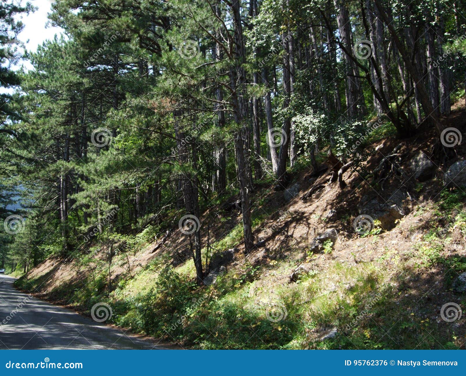 Trees in the Wild Forest Crimea Stock Photo - Image of panorama, gray ...