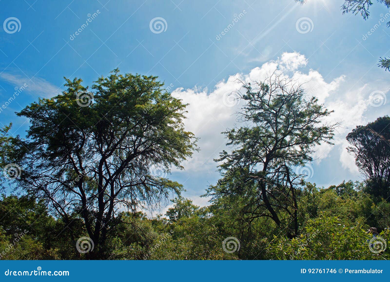 TREES in the WILDERNESS stock photo. Image of leaves - 92761746