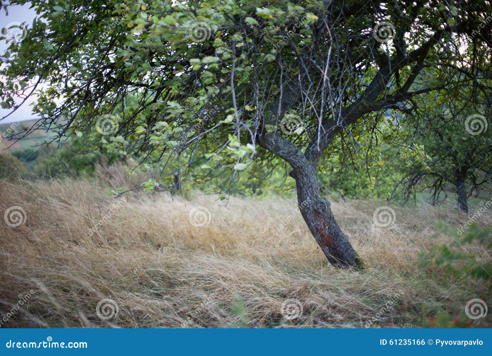 Trees and wind stock photo. Image of storm, landscape - 61235166
