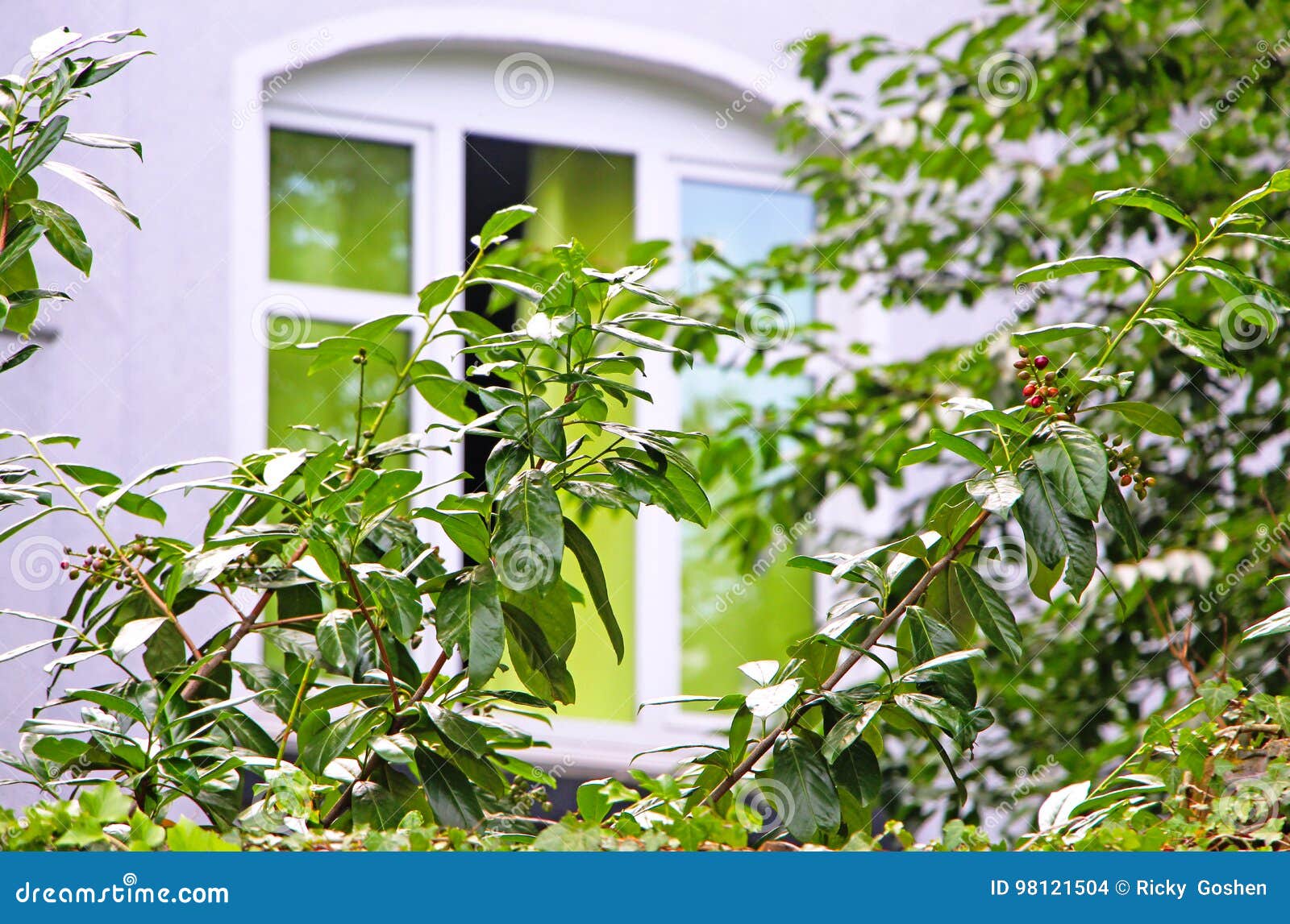 Trees and window stock photo. Image of glass, designed - 98121504