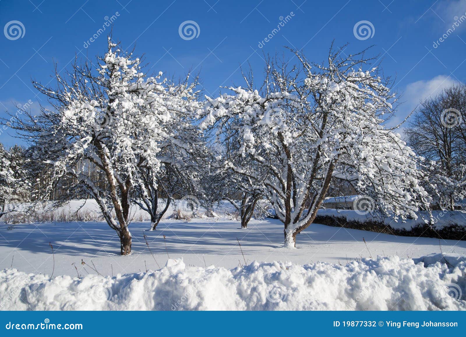 Trees in winter stock photo. Image of weather, frozen - 19877332