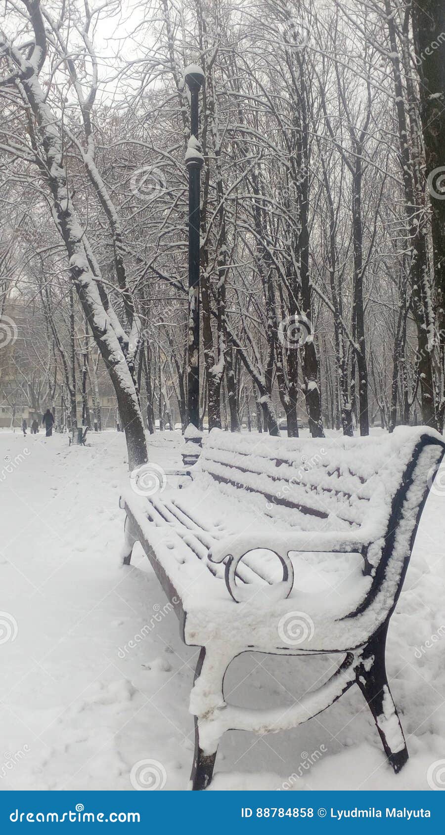 Trees, Winter. Bench in the Park Stock Photo - Image of winter, park ...