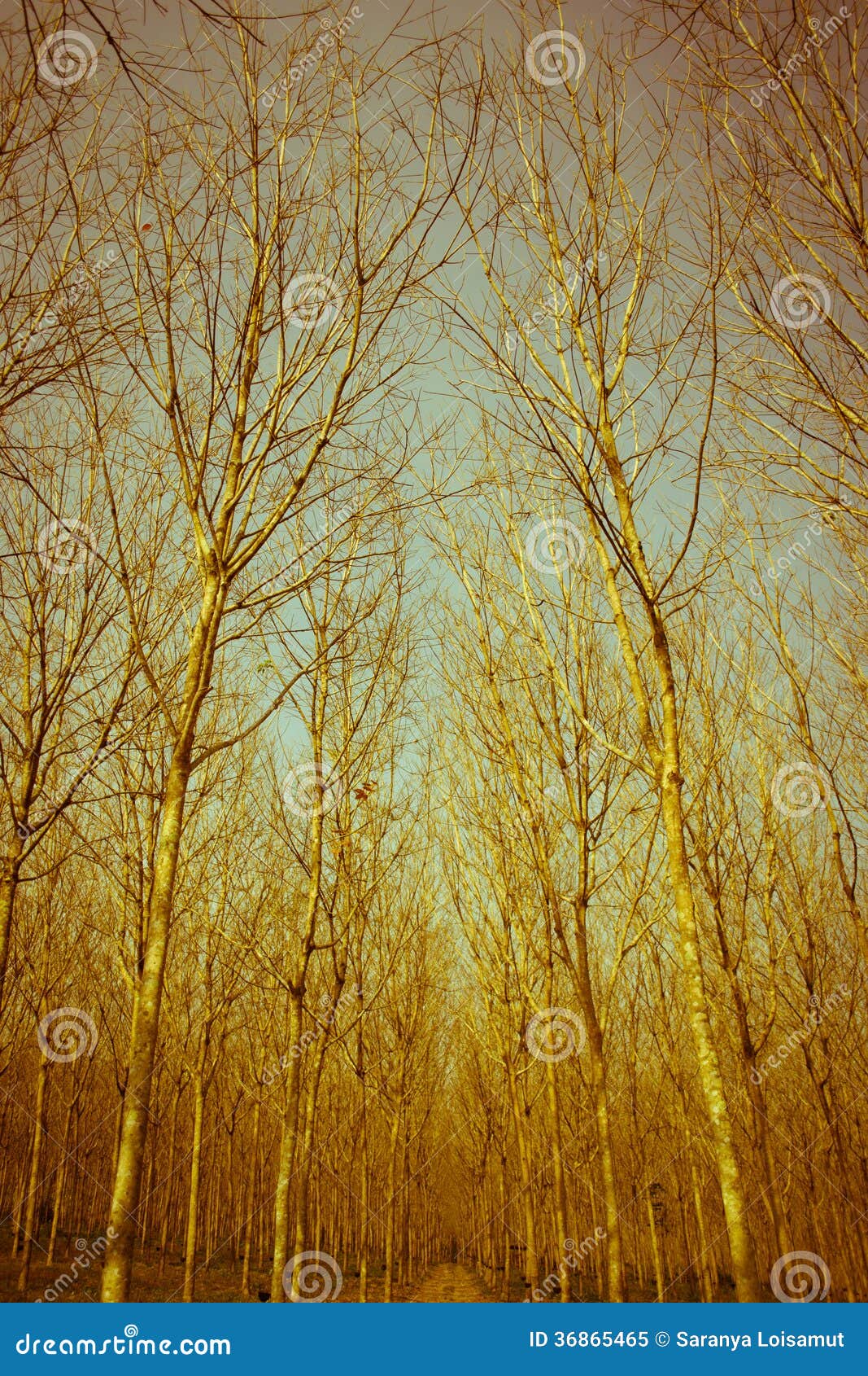 Trees in Winter stock image. Image of isolate, natural - 36865465