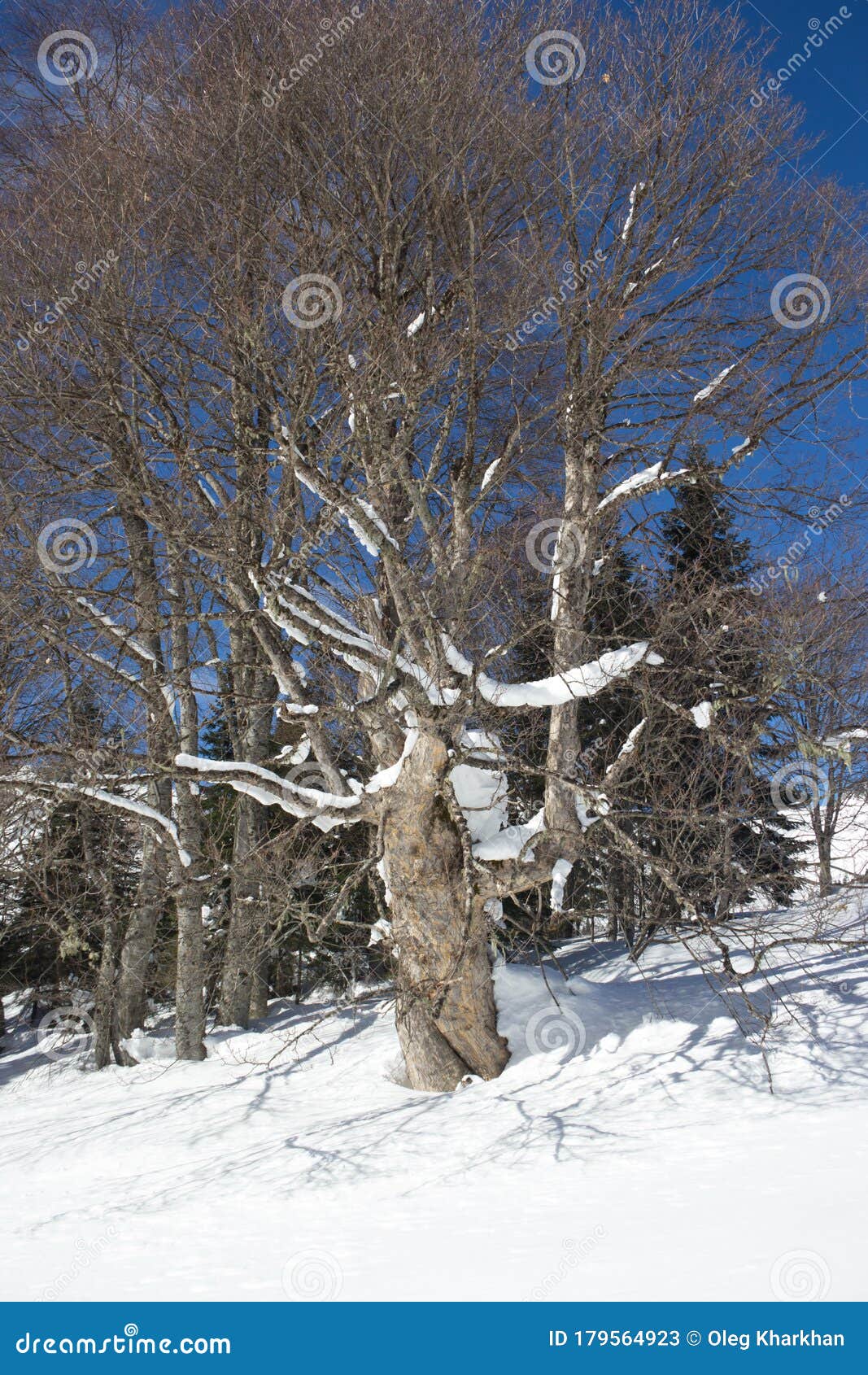 Trees in the winter forest stock image. Image of winter - 179564923
