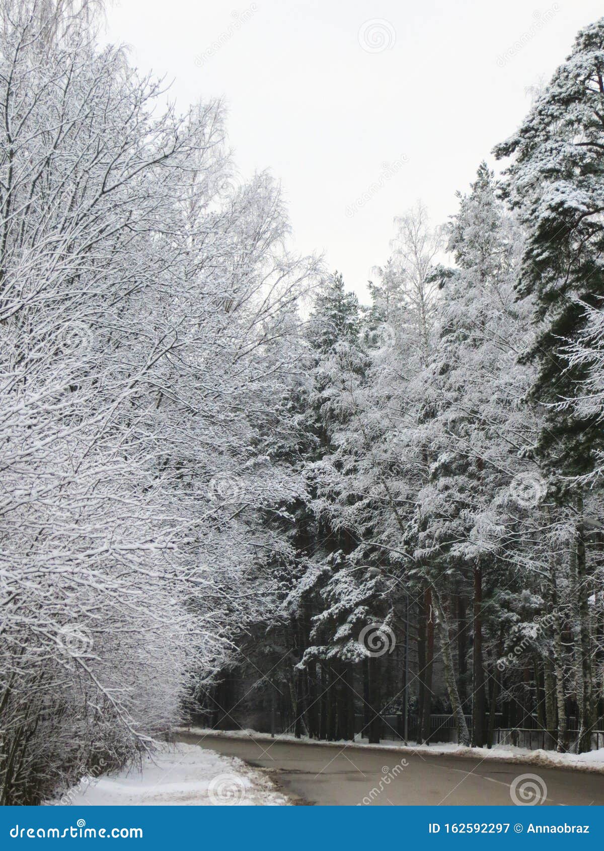 Trees in the Winter Forest with Road Stock Image - Image of bright ...