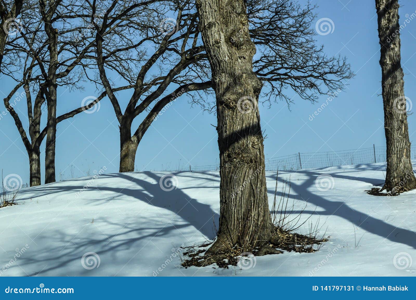 Trees in Winter on Hill with Shadows in Snow Stock Image - Image of ...