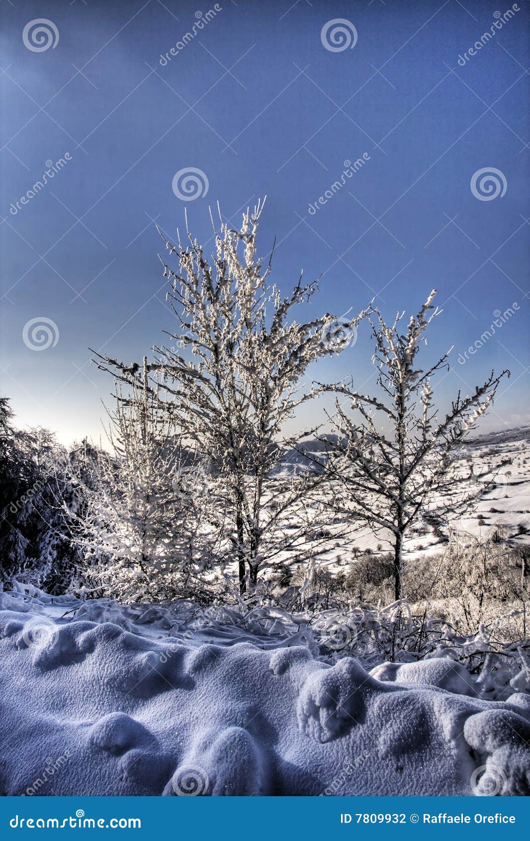 Trees in winter landscape stock photo. Image of peace - 7809932