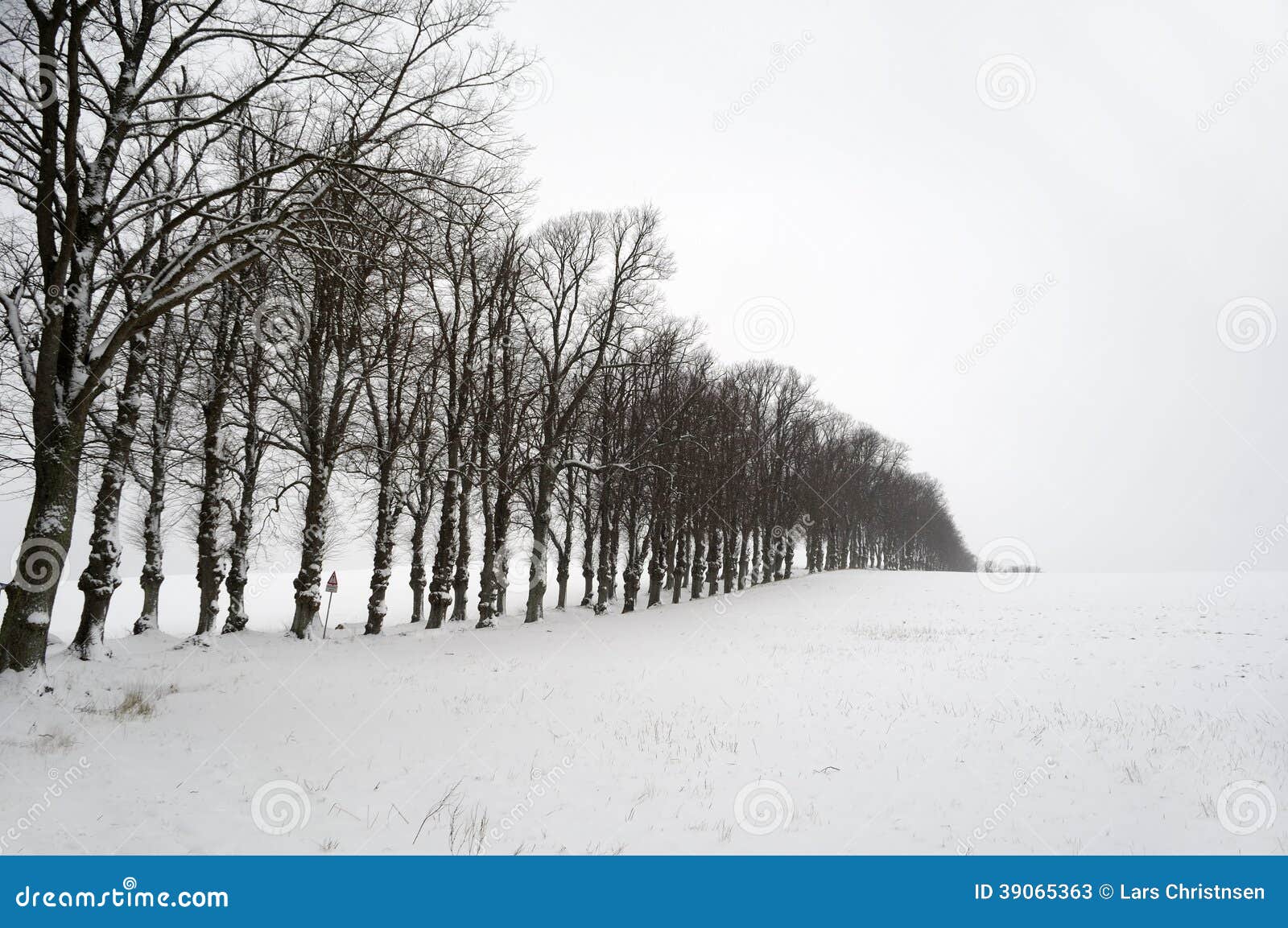 Trees at winter stock image. Image of line, natural, adventure - 39065363