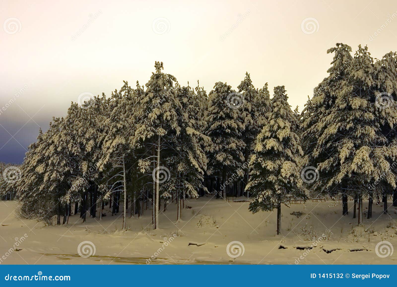 Trees in winter night stock photo. Image of december, pines - 1415132