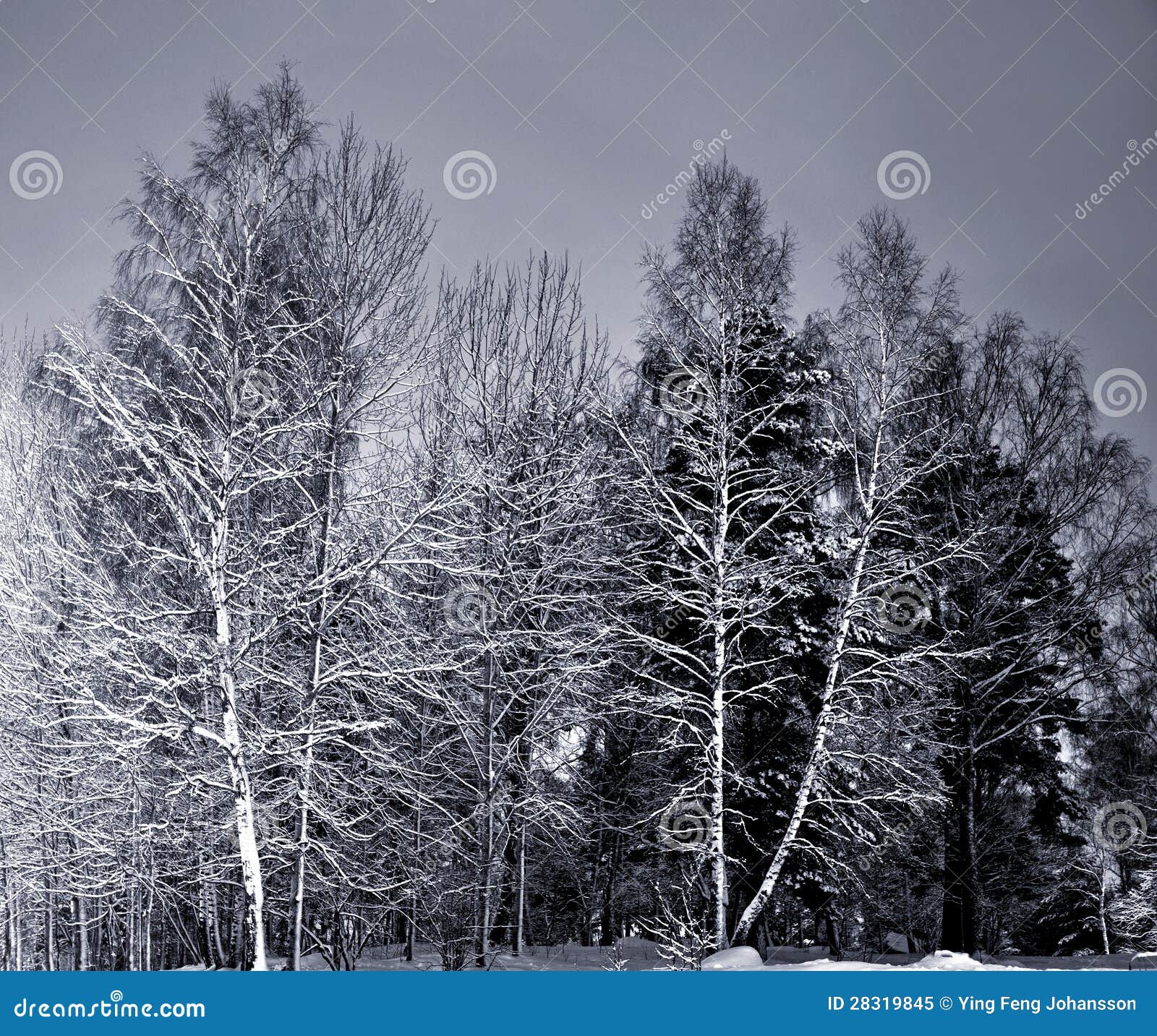 Trees in winter night stock image. Image of winter, birch - 28319845