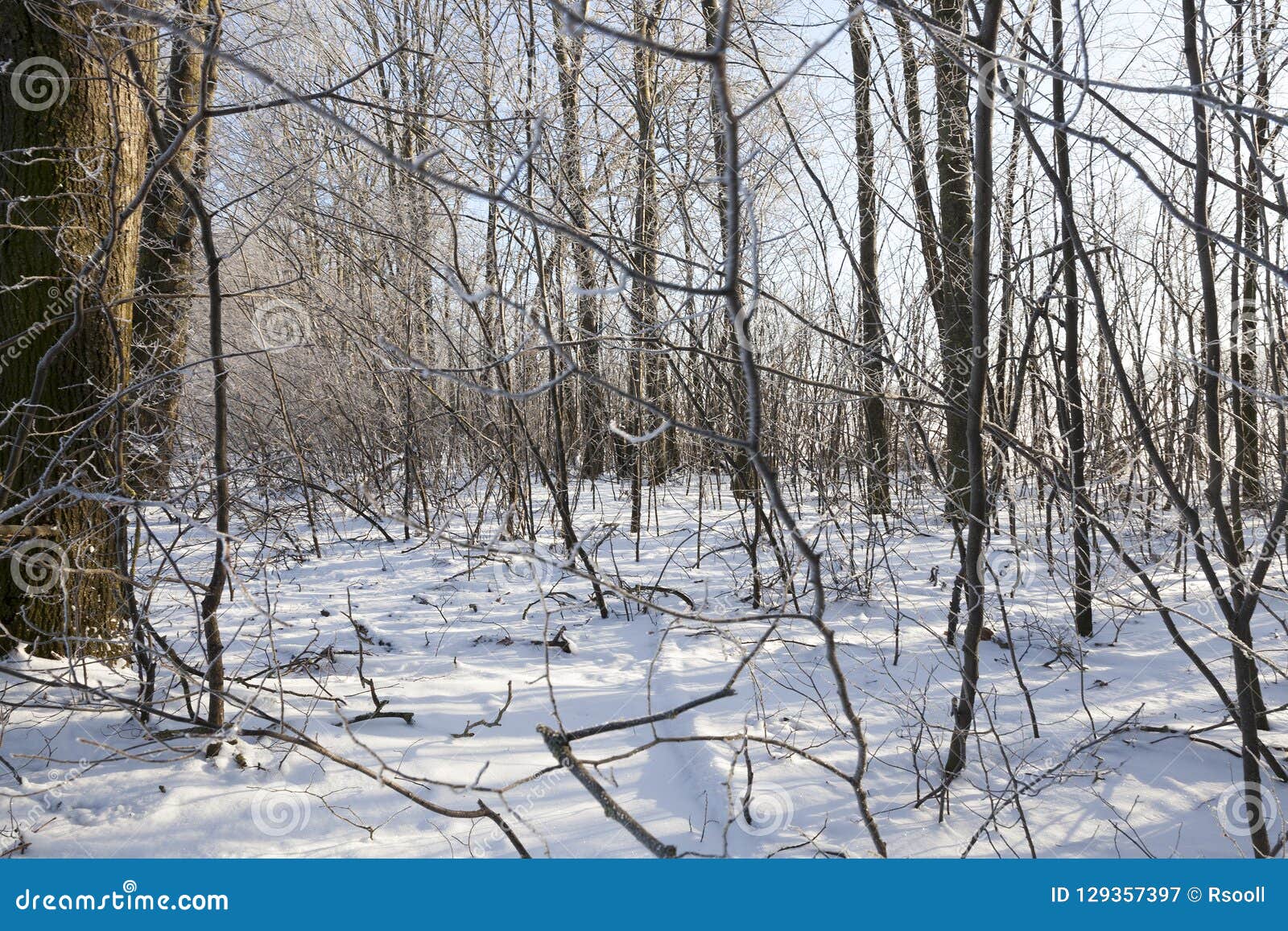 Trees in the Winter Season Branches Stock Image - Image of branch ...