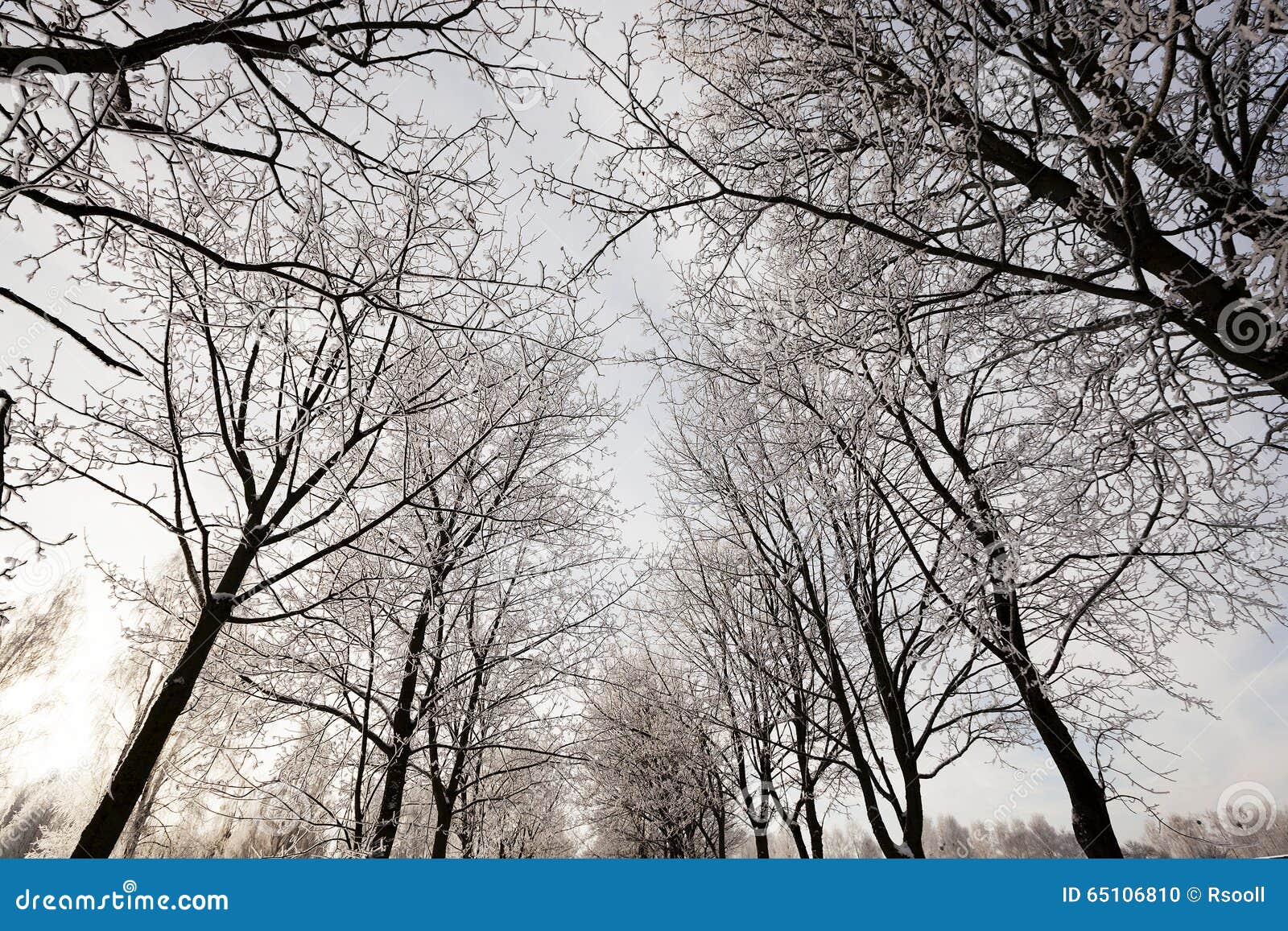 Trees . winter season. stock photo. Image of season, backgrounds - 65106810