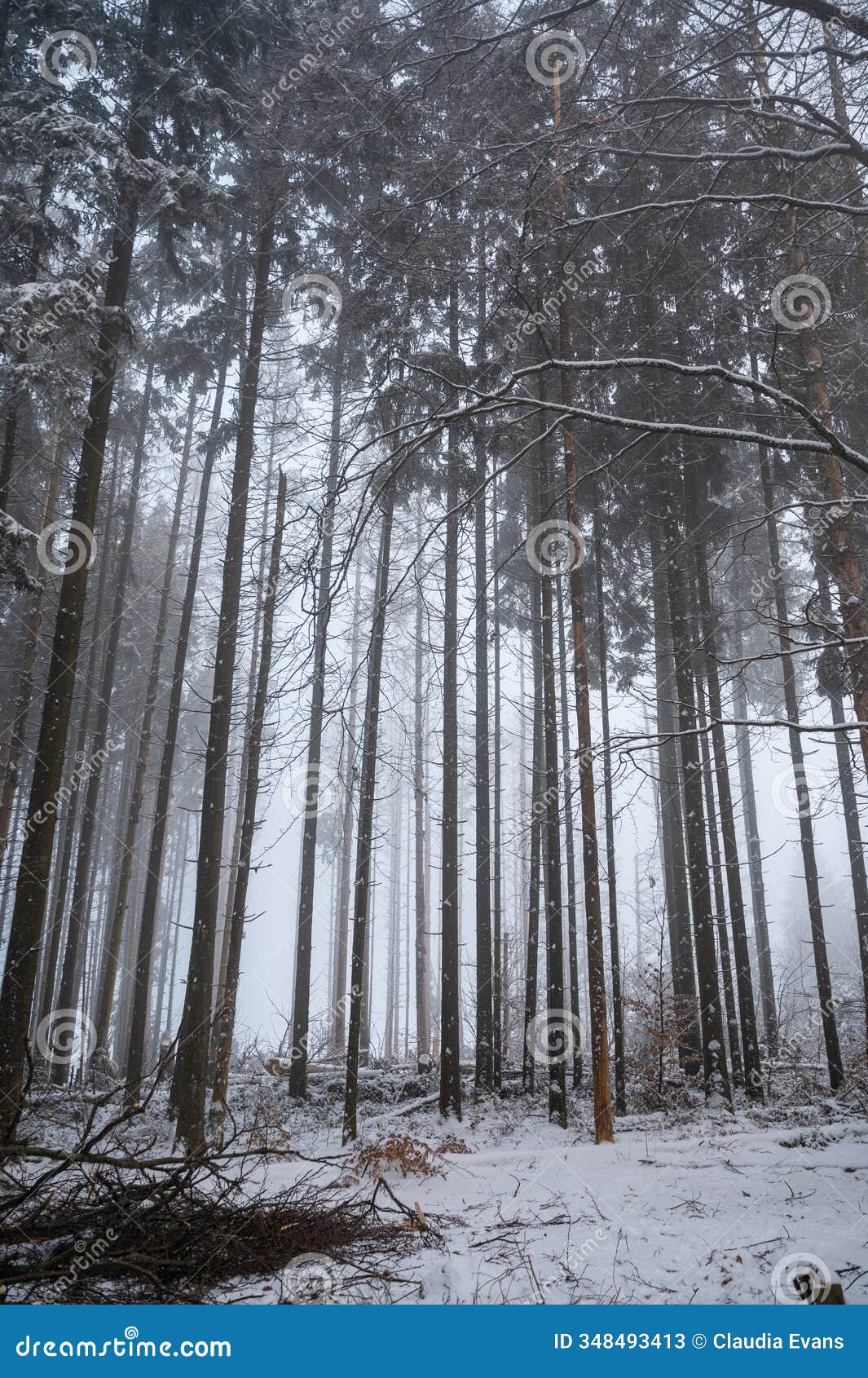 Trees in Winter with Snow and Fog Stock Image - Image of landscape ...