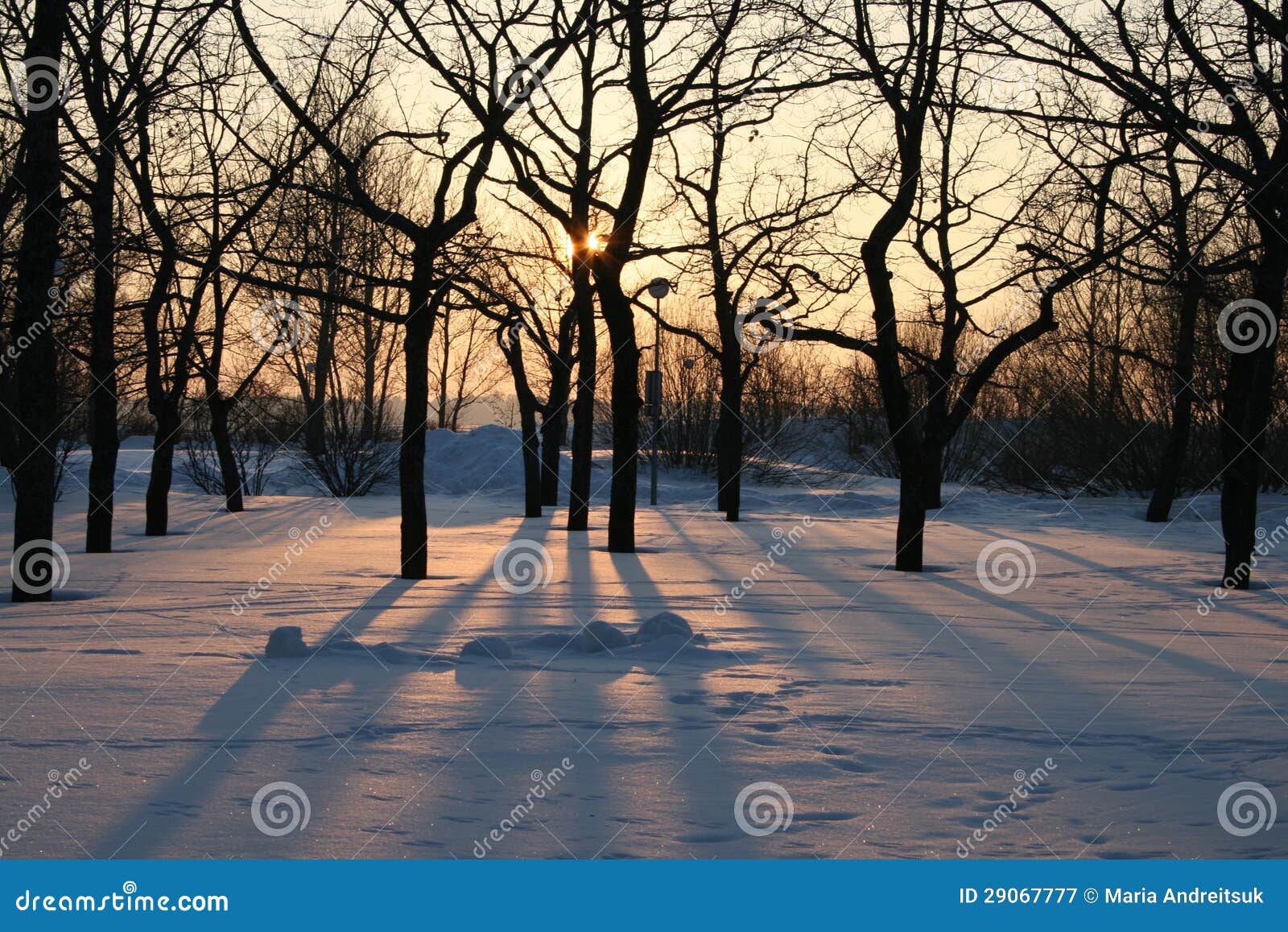 Trees in the Winter Sun with Shadow Stock Image - Image of estonia ...