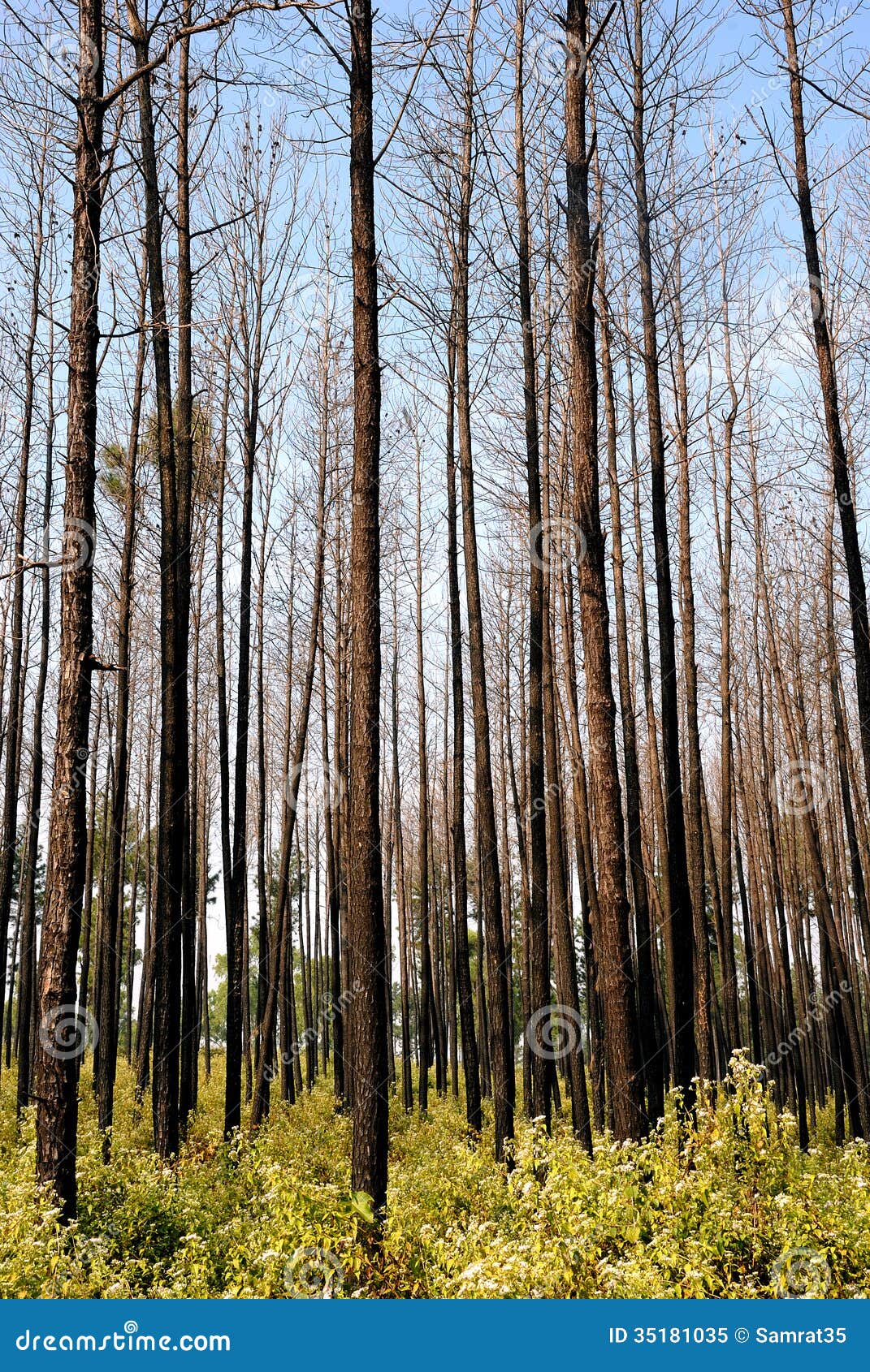 Trees in Winter stock image. Image of vertical, winter - 35181035
