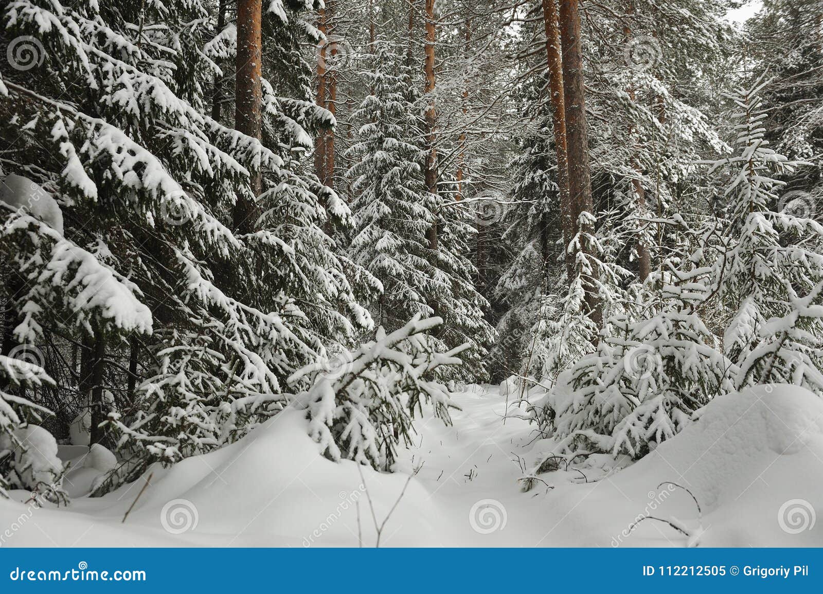 Snowfall in the Taiga Forest Stock Image - Image of season, coniferous ...