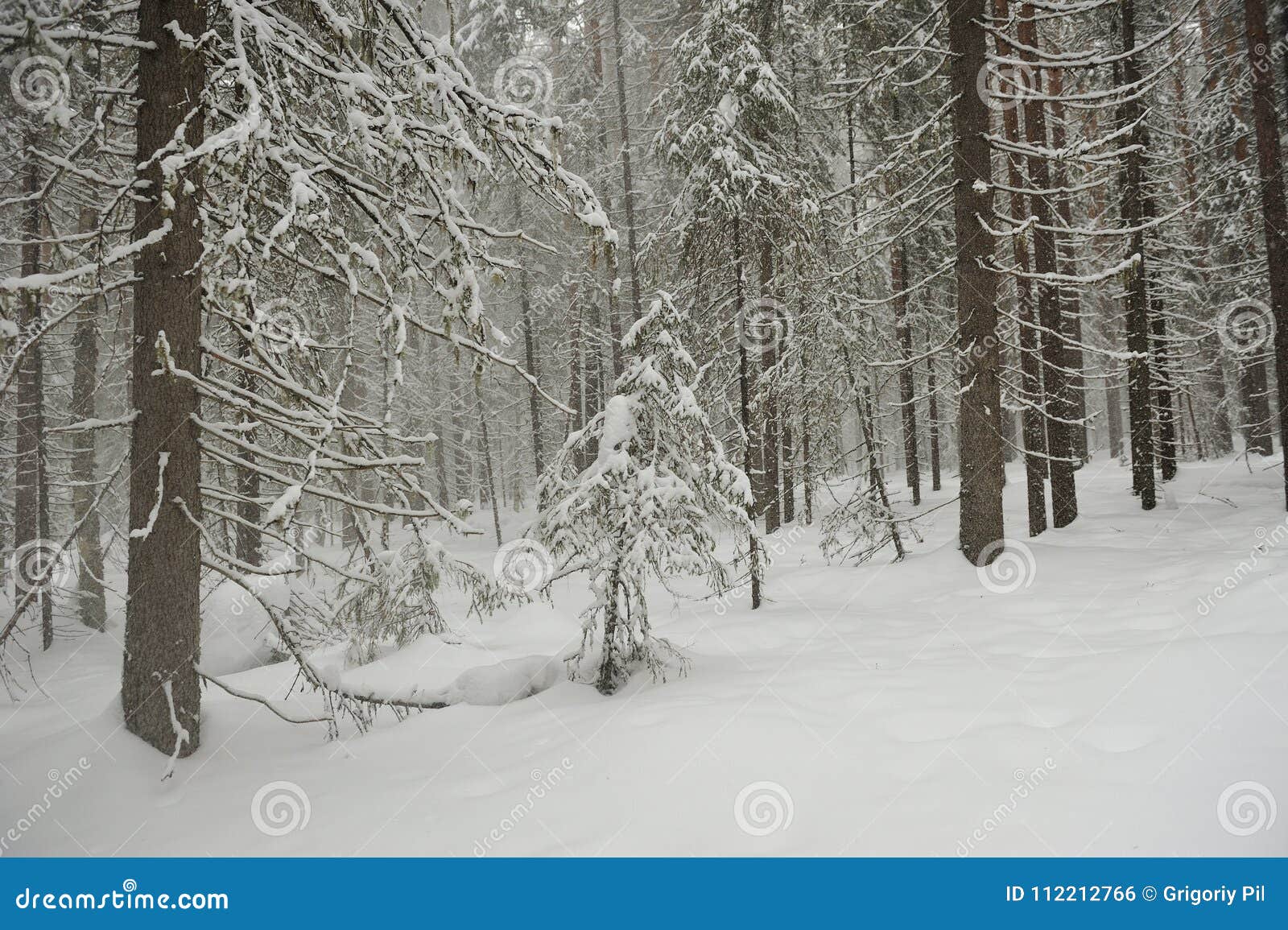 Snowfall in the Taiga Forest Stock Photo - Image of climate, snow ...