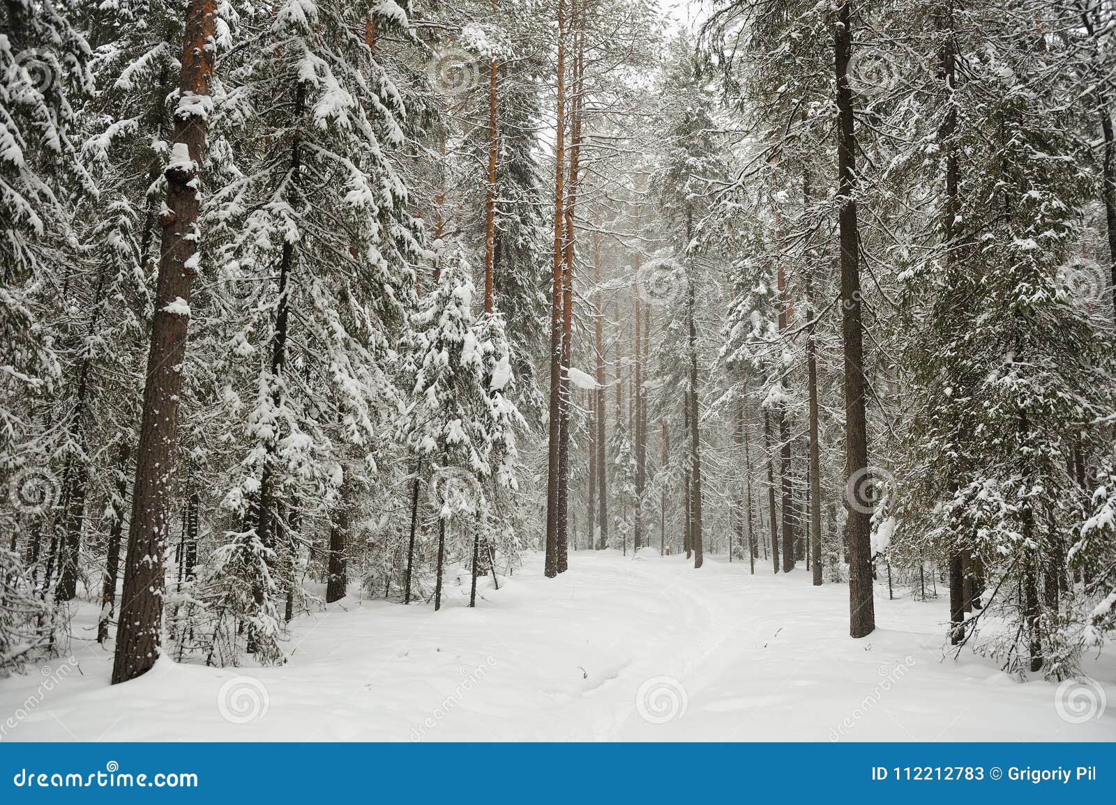 Snowfall in the Taiga Forest Stock Image - Image of snow, scene: 112212783