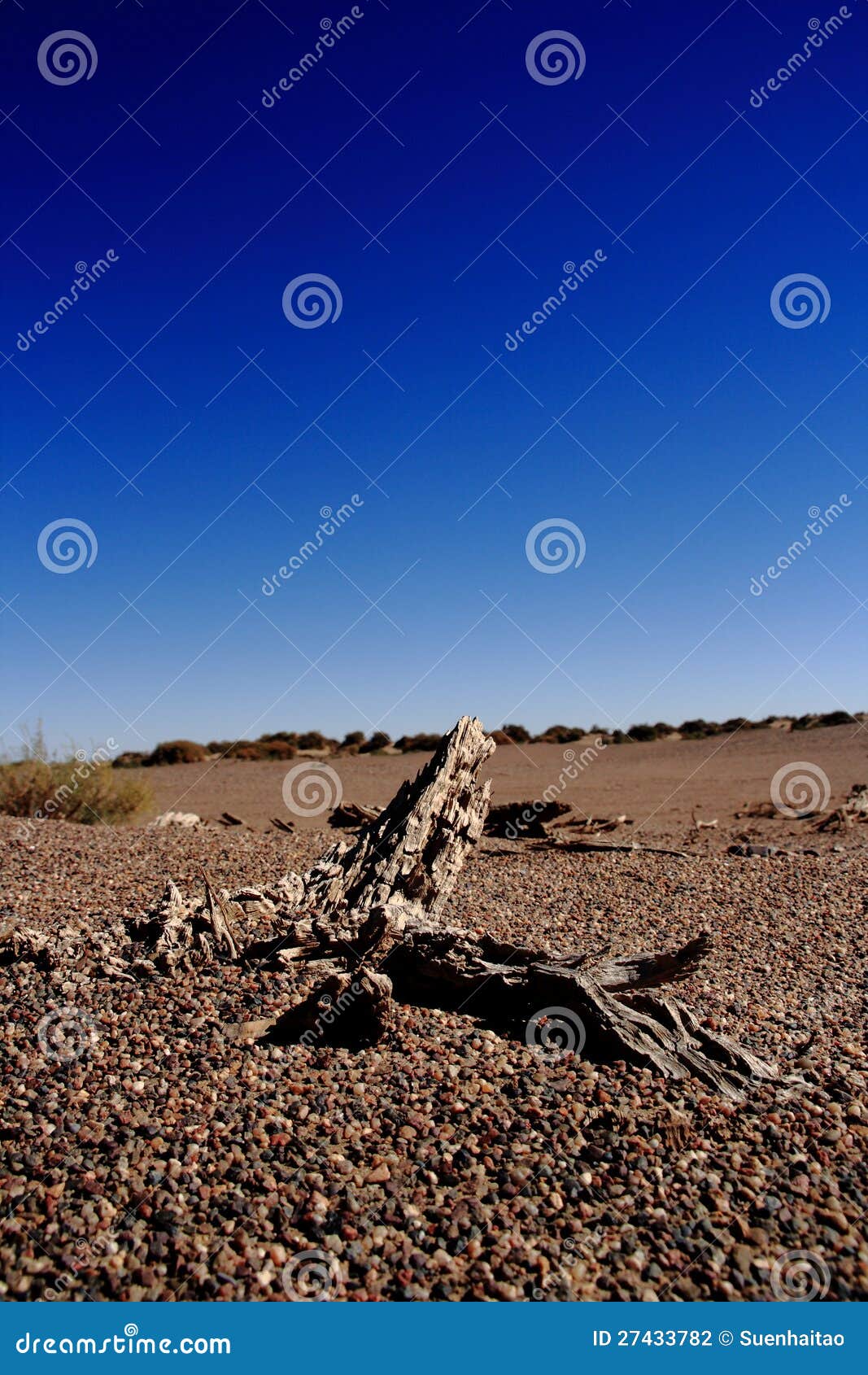 Trees of withered stock photo. Image of tree, wither - 27433782