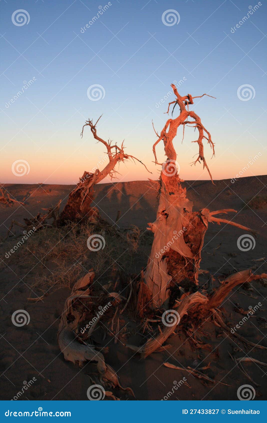 Trees of withered stock image. Image of heat, empty, view - 27433827