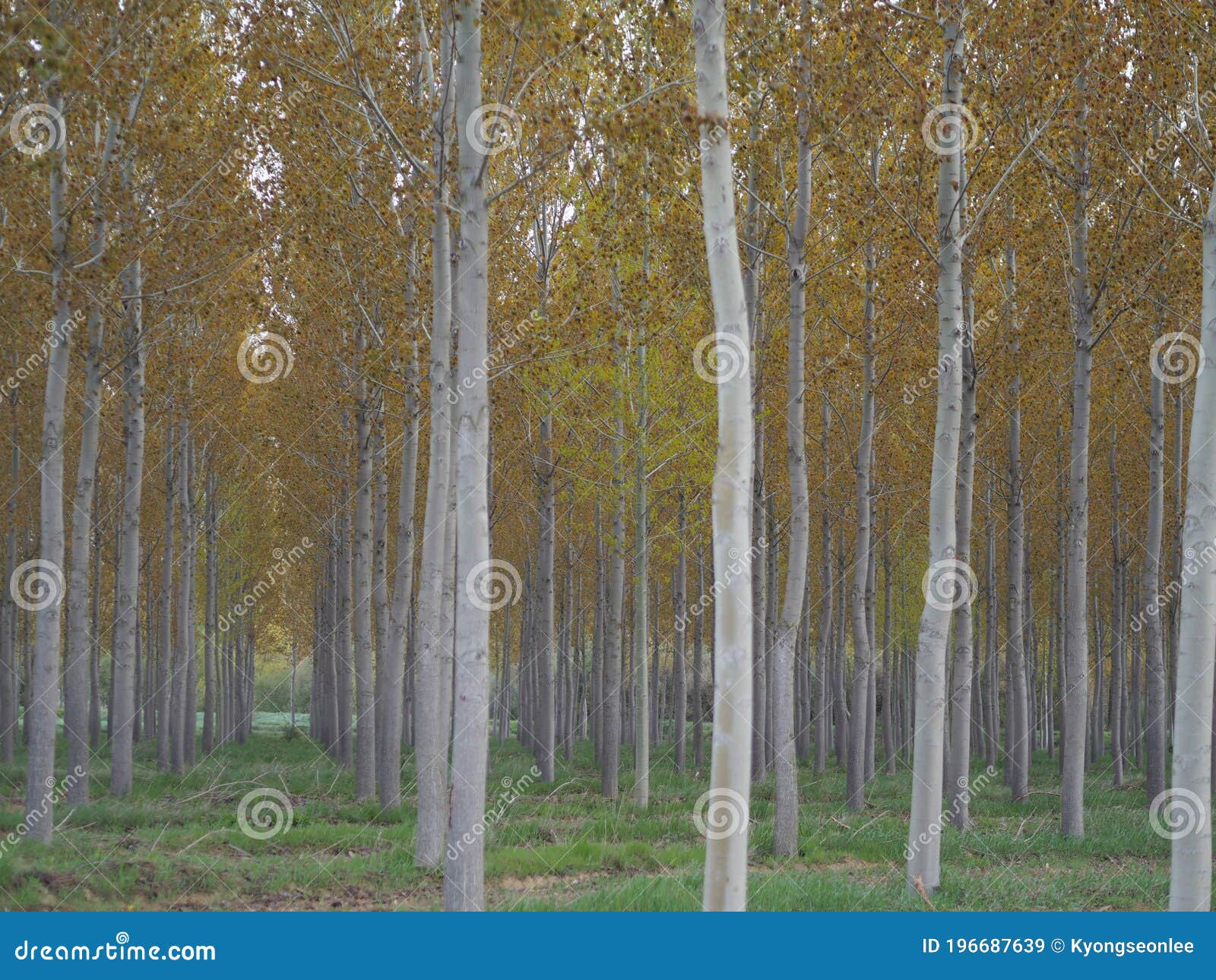 White Wood Forest in Spring Stock Image - Image of green, start: 196687639
