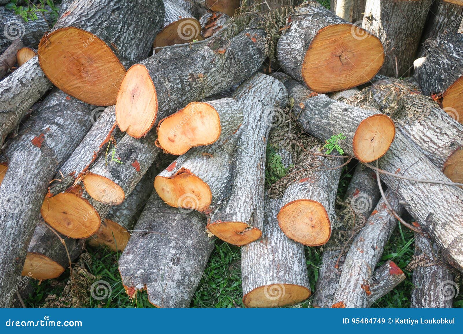 Trees Wood Logs Piled in Forest Stock Image - Image of flora, tree ...
