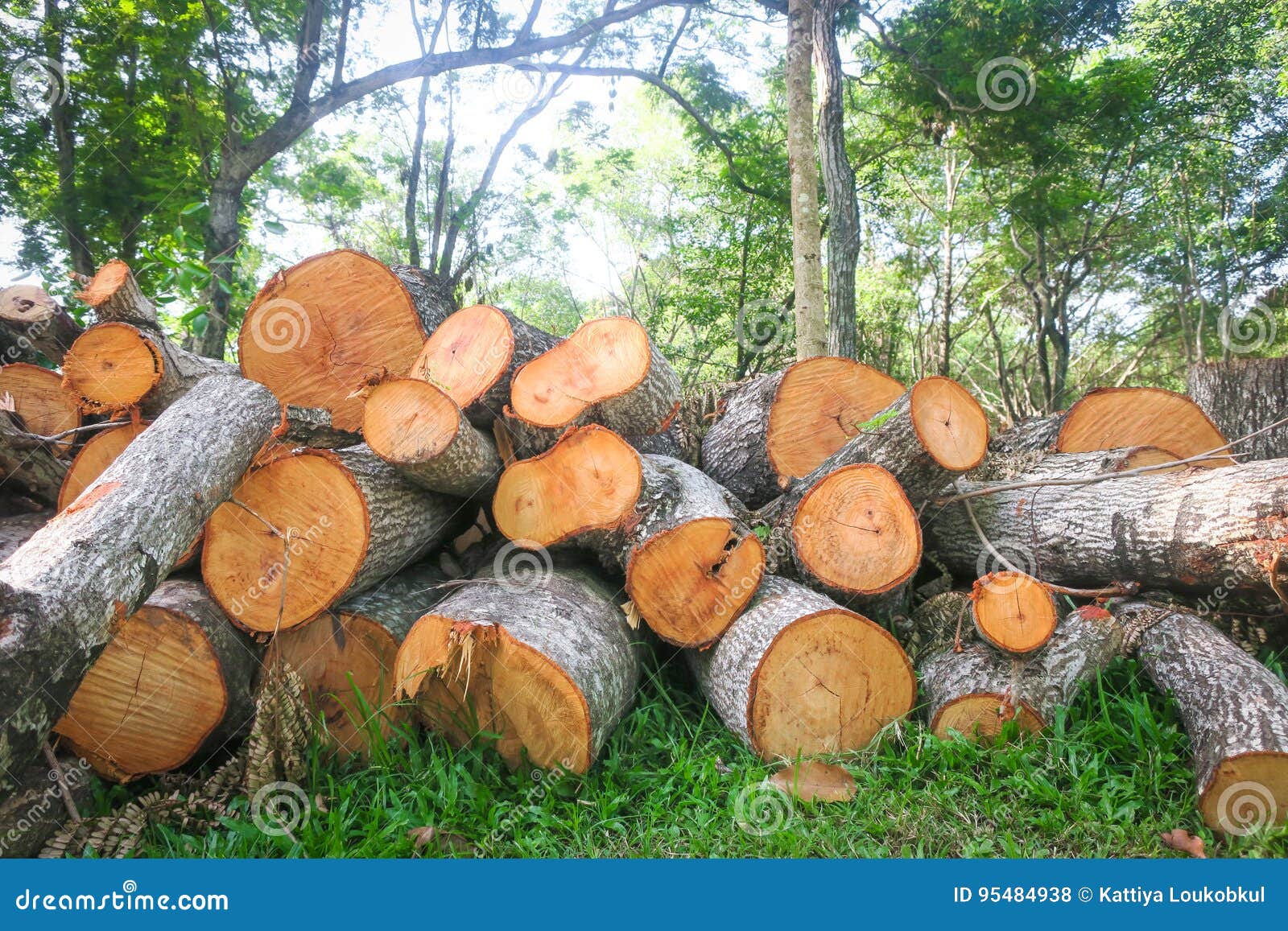Trees Wood Logs Piled in Forest Stock Photo - Image of stack, tree ...