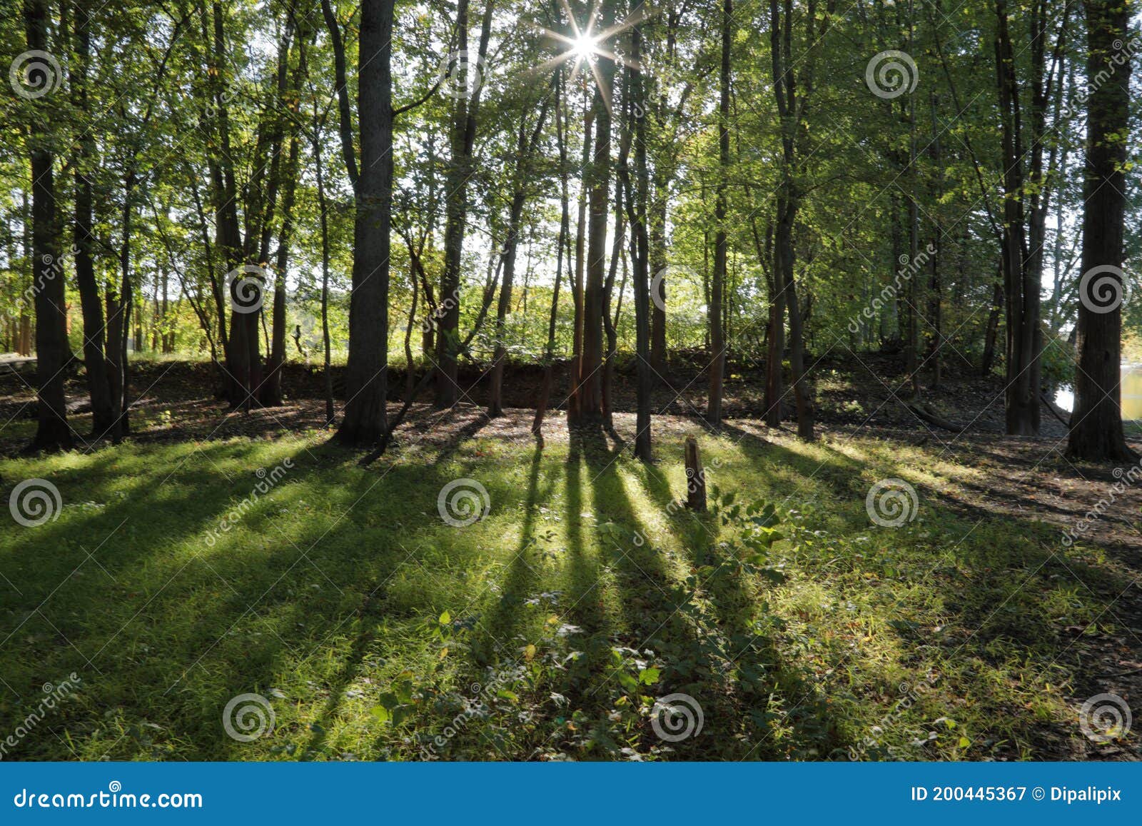 Trees in wooded area stock image. Image of green, nature - 200445367