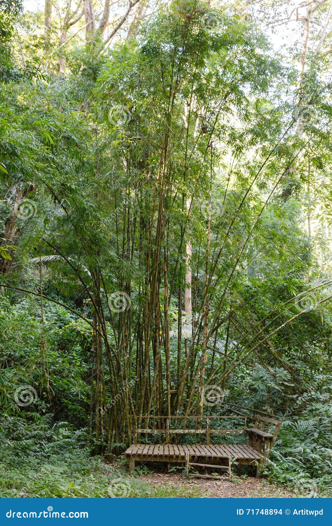 Trees with Wooden Chair and Rest Area Stock Photo - Image of area ...