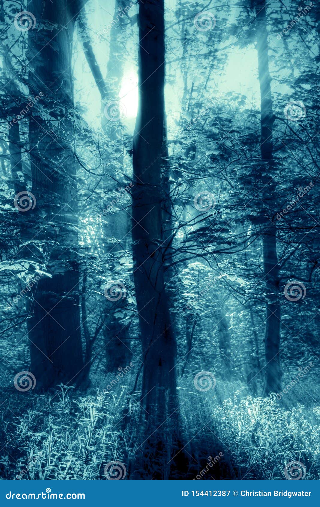 Trees in Woodland Forest with Light Rays Beams Shining through Branches ...