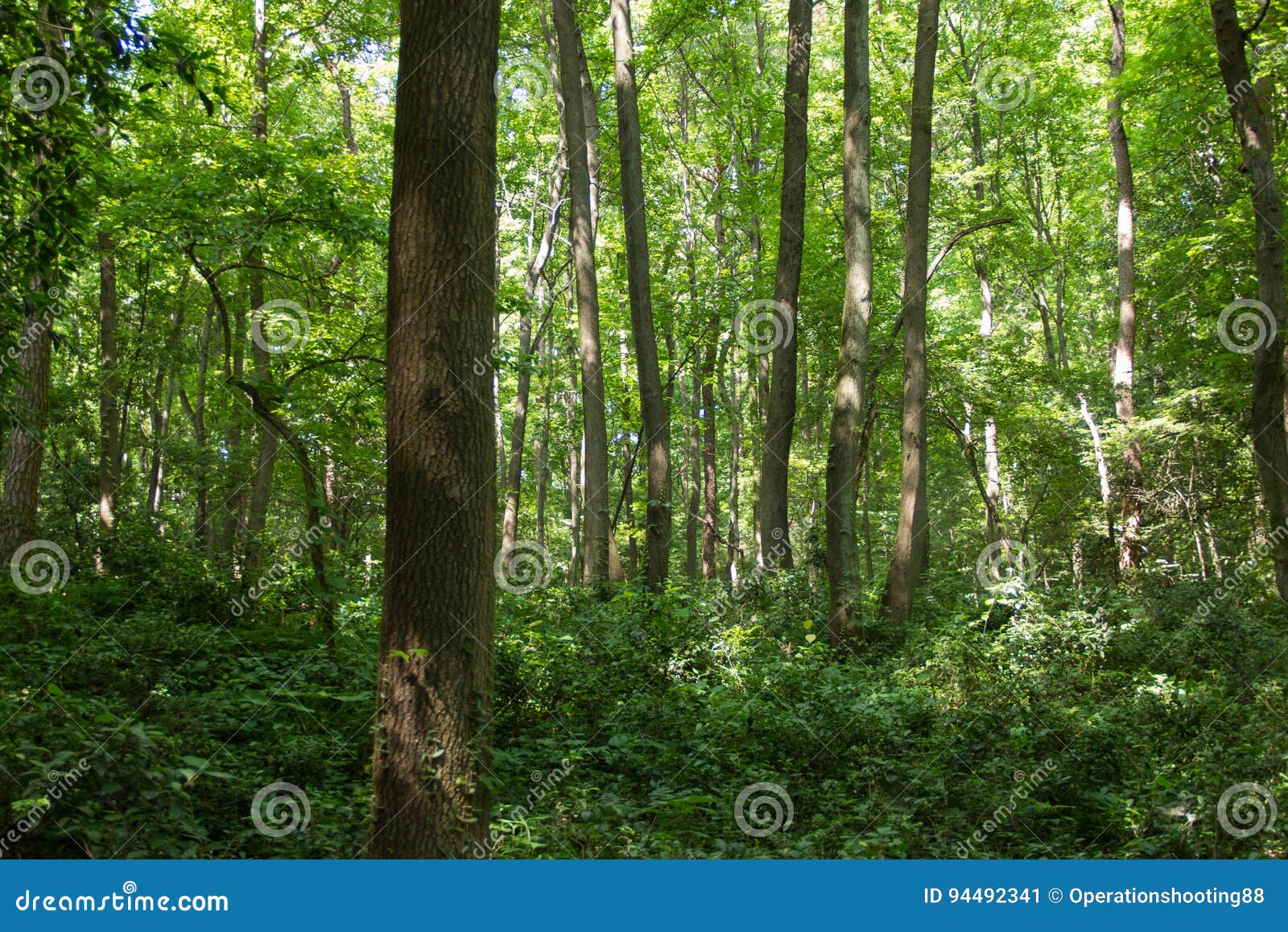 Trees In The Woods Stock Image | CartoonDealer.com #114223429