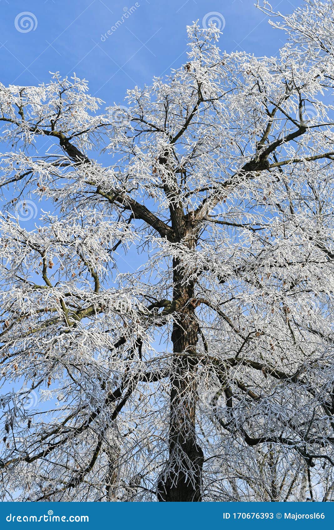 Trees in the Woods in Winter Time Stock Image - Image of time, debrecen ...