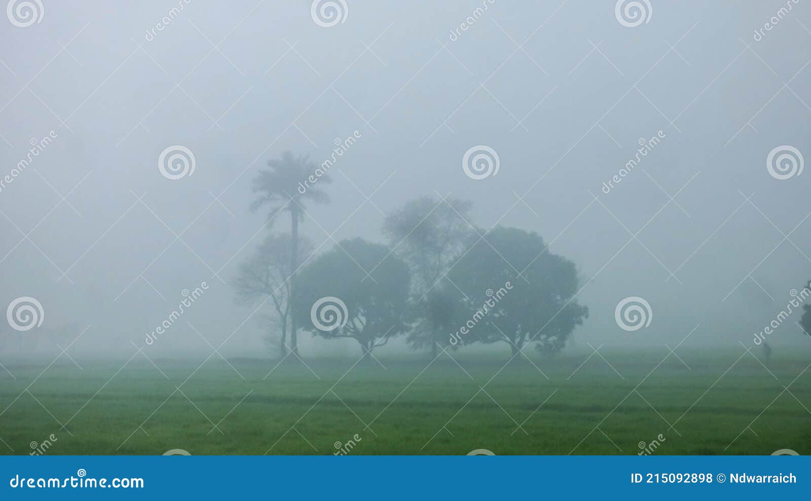Trees in the worst smog stock photo. Image of morning - 215092898