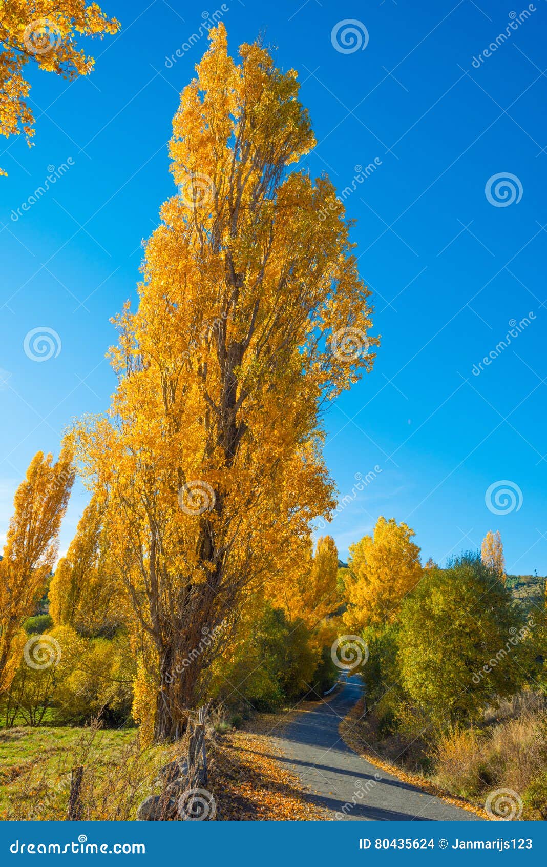 Trees in Yellow Autumn Colors in Sunlight Stock Photo - Image of hill ...