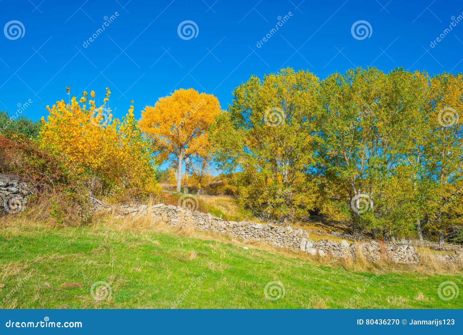 Trees in Yellow Autumn Colors in Sunlight Stock Photo - Image of sierra ...