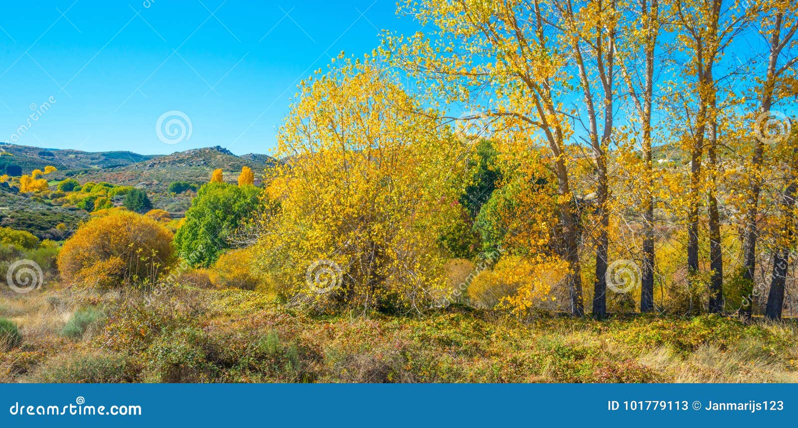 Trees with Yellow Autumn Leaves in a Spanish Hilly Landscape in ...