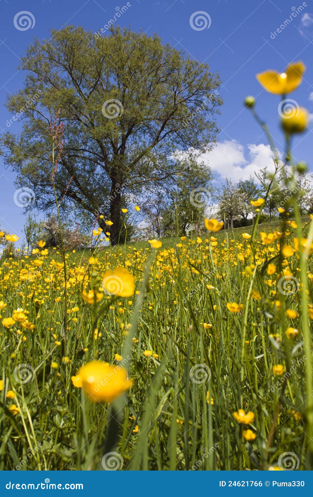 Trees in yellow field stock photo. Image of farm, land - 24621766